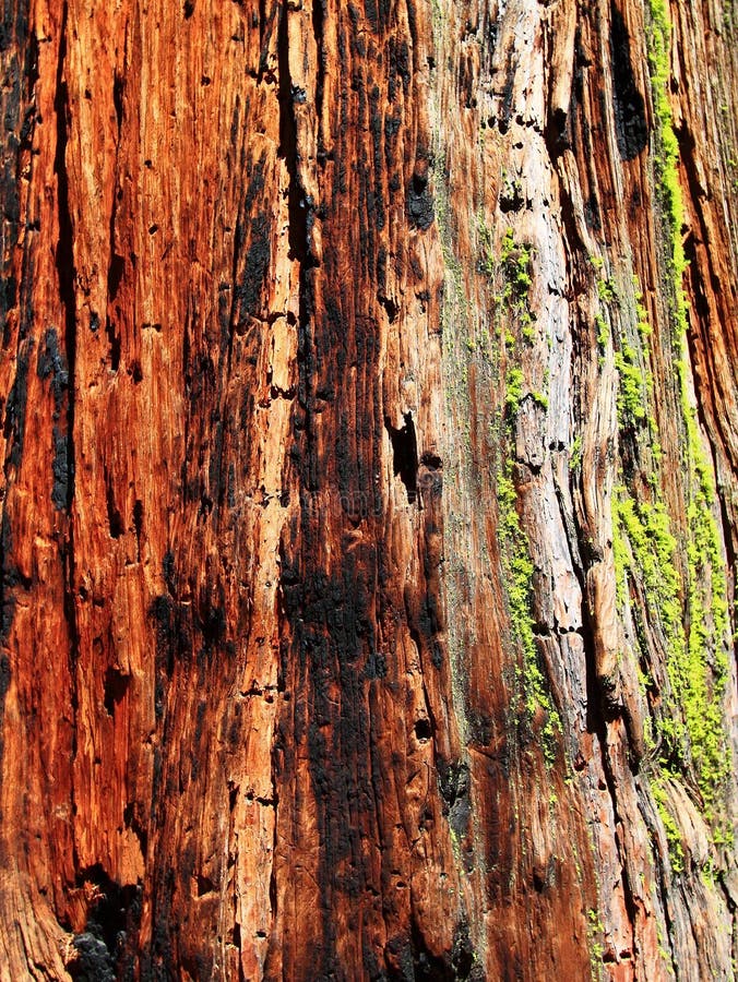 Textura de la secoya imagen de archivo. Imagen de corteza - 47103735