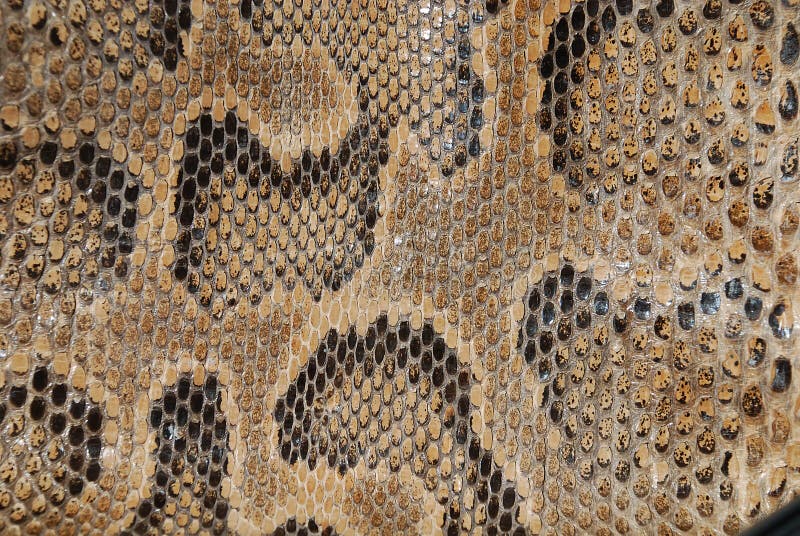 Textura de la serpiente foto de archivo. Imagen de espeluznante - 2359874