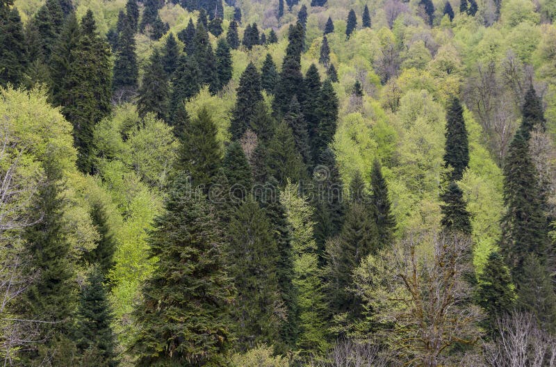 Textura de los árboles foto de archivo. Imagen de exuberante - 61112054
