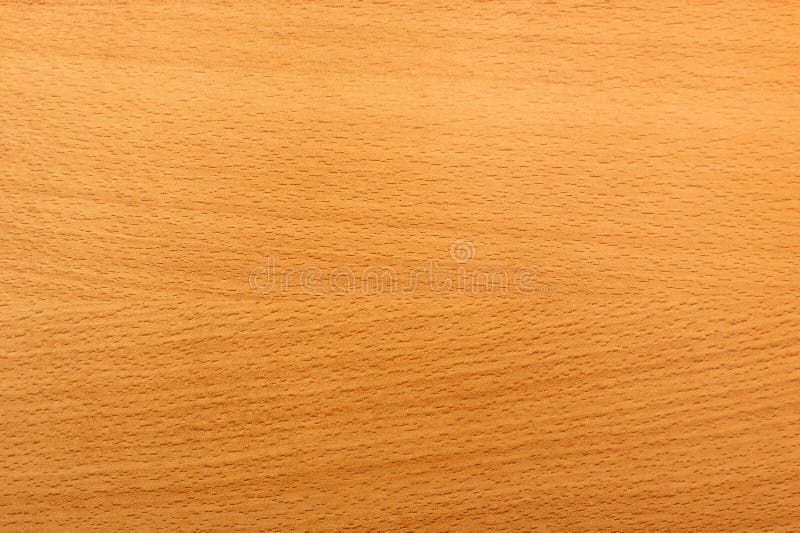 Textura da madeira de faia foto de stock. Imagem de nomes - 7766238