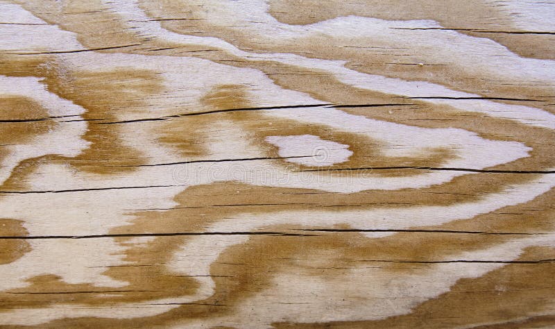 Textura de madeira natural foto de stock. Imagem de registro - 14496972
