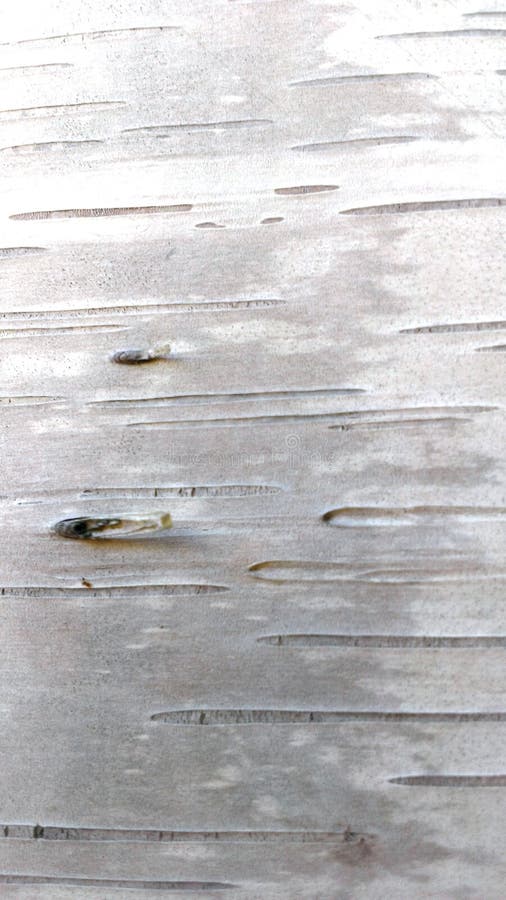 Textura De Madera De Abedul Natural Foto de archivo - Imagen de modelo ...