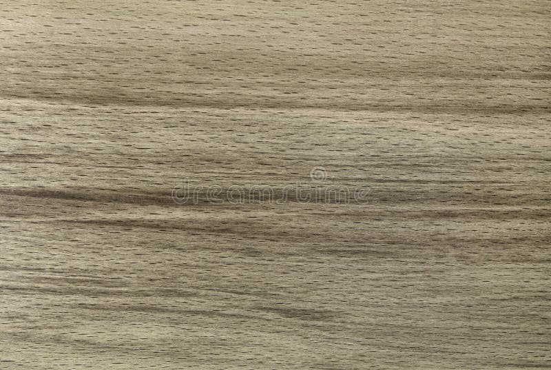 Textura De Madera De Haya Con El Modelo Natural Foto de archivo ...