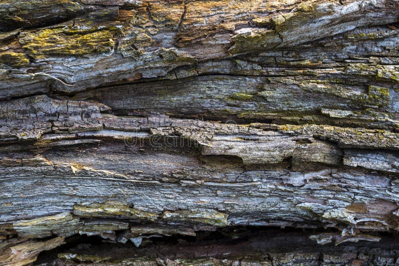 Textura De Madera Con El Modelo Natural Imagen de archivo - Imagen de ...