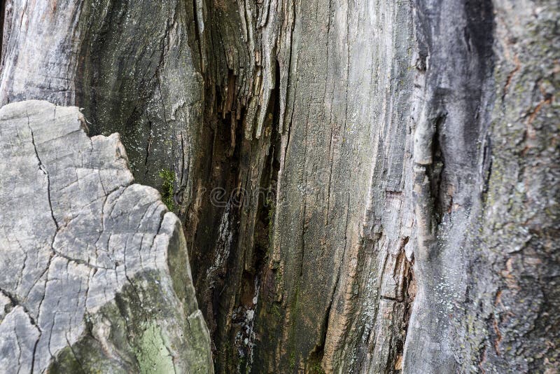 Textura De Madera Con El Modelo Natural Imagen de archivo - Imagen de ...