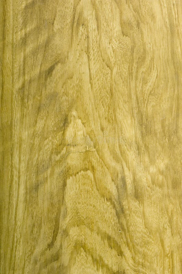 Textura de madera del olmo foto de archivo. Imagen de ngulo - 15548068