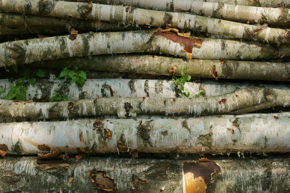 Textura De Madera De Abedul Imagen de archivo - Imagen de material ...