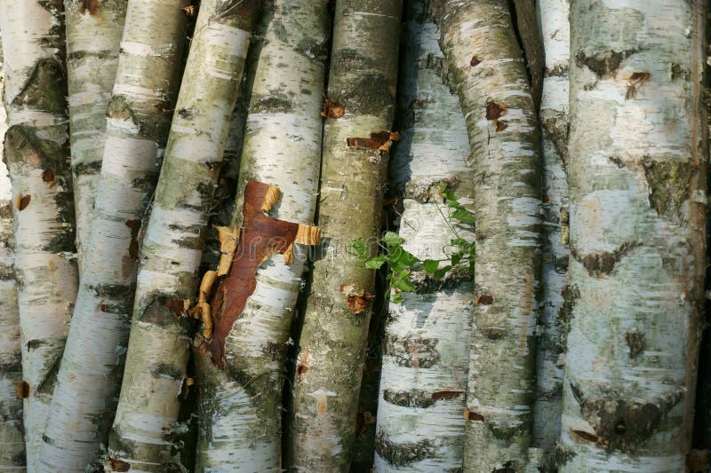 Textura De Madera De Abedul Imagen de archivo - Imagen de primer ...