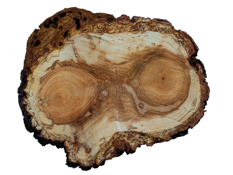 Textura De Madera Del Aliso Foto de archivo - Imagen de estructura ...