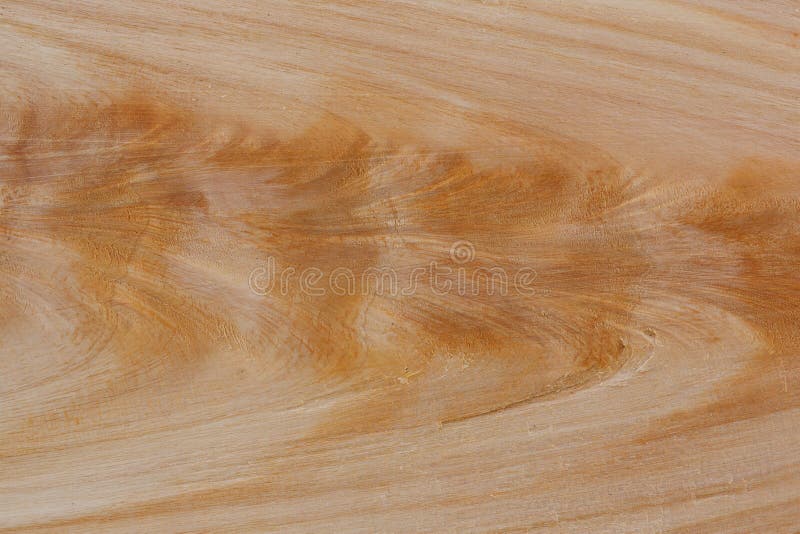 Madera Del Sauce Con Los Agujeros De Gusano Imagen de archivo - Imagen ...