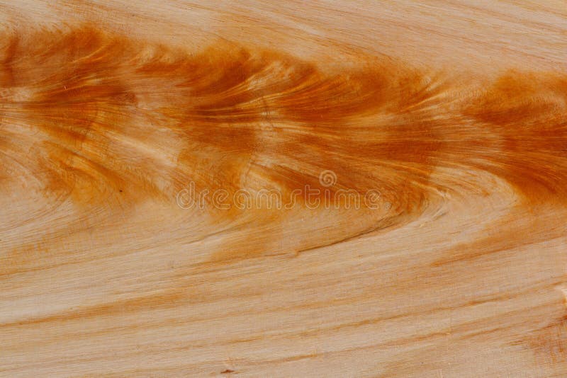 Madera Del Sauce Con Los Agujeros De Gusano Imagen de archivo - Imagen ...