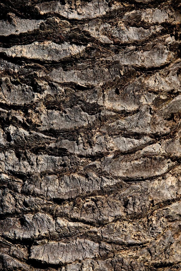Textura De Madera Del Tronco De Palmera Imagen de archivo - Imagen de ...