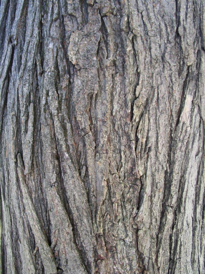 Textura De Madera De La Corteza Imagen de archivo - Imagen de cubo ...