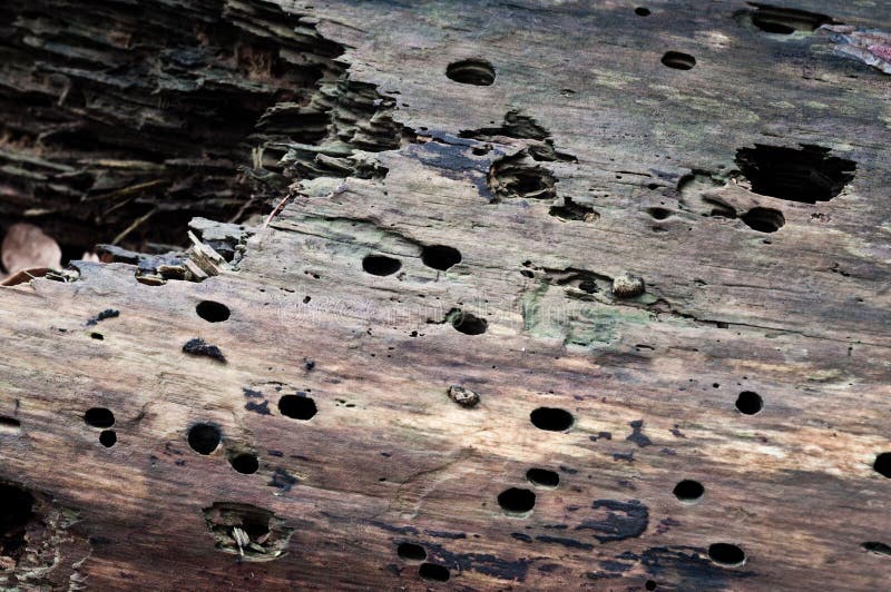 182 Textura De Madera Descompuesta Fotos de stock - Fotos libres de ...