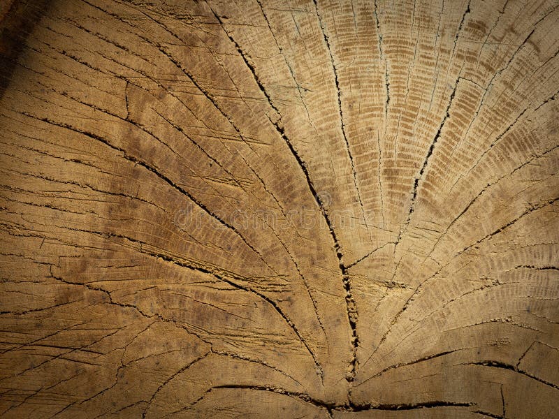 Textura De Madera De Tronco De Roble Antiguo Imagen de archivo - Imagen ...
