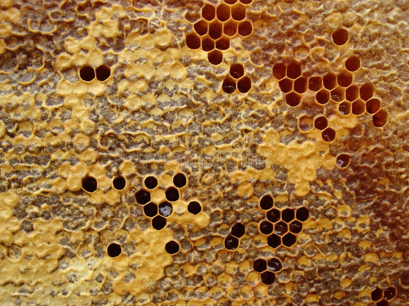 Textura de miel rellena foto de archivo. Imagen de células - 159623938