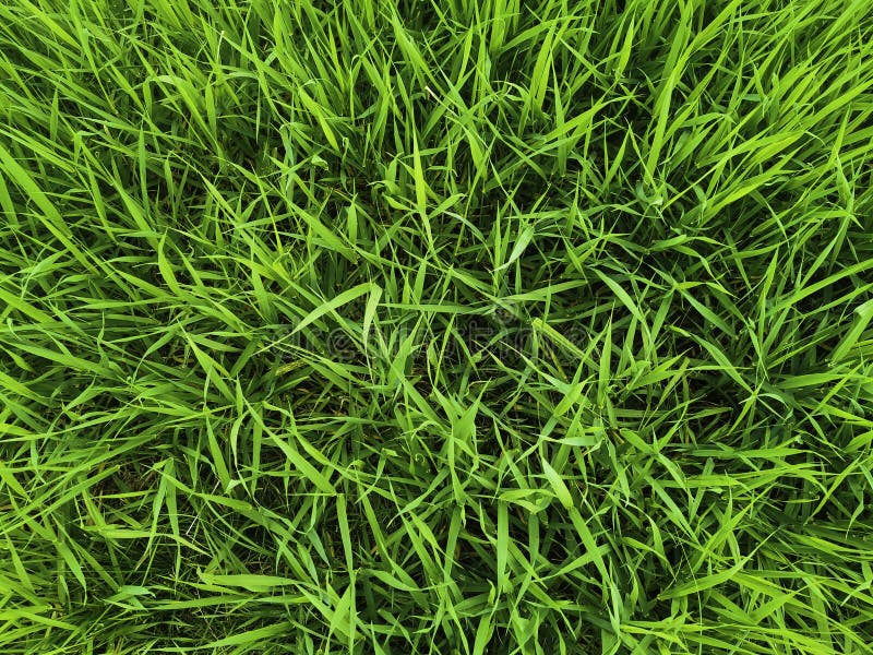 Textura de pasto foto de archivo. Imagen de frescura - 226854412