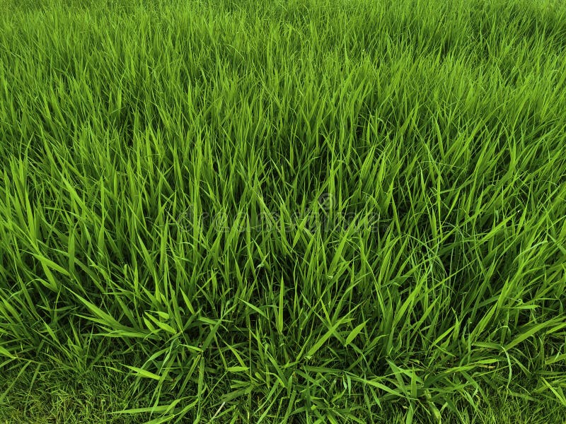 Textura de pasto imagen de archivo. Imagen de travieso - 226854413
