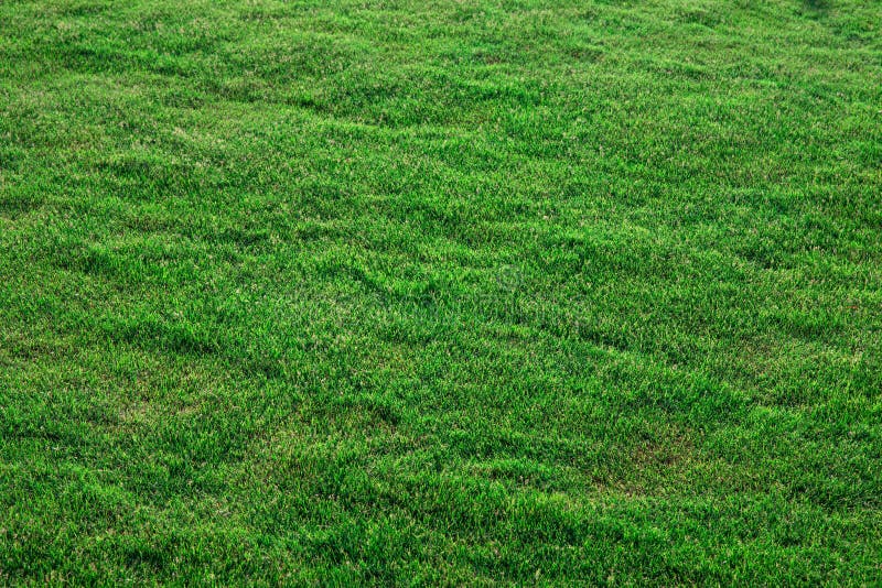 Textura de pasto imagen de archivo. Imagen de afuera - 263533187