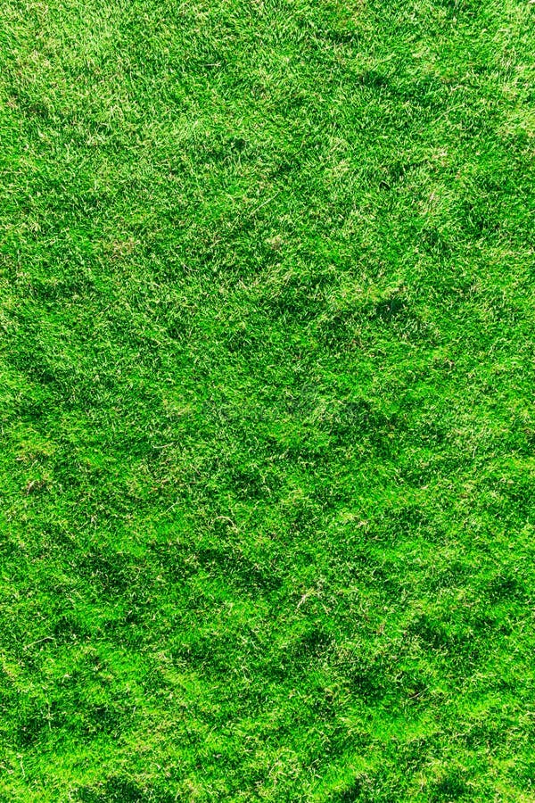 Textura de pasto imagen de archivo. Imagen de pista - 268796173