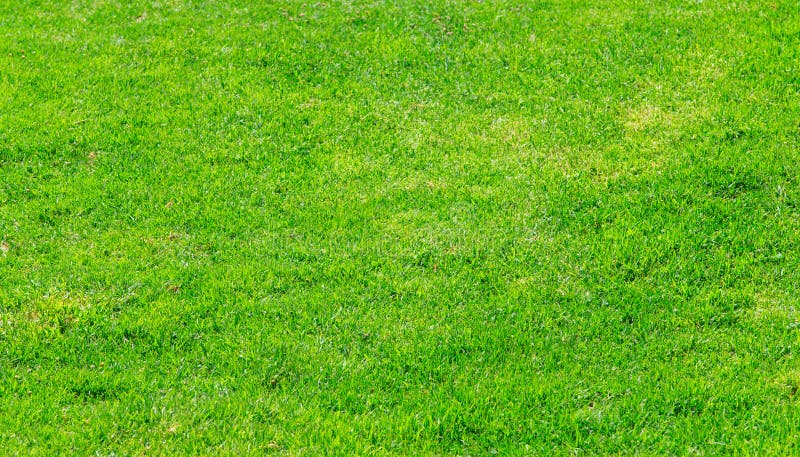 Textura de pasto foto de archivo. Imagen de hierba, campo - 268822512