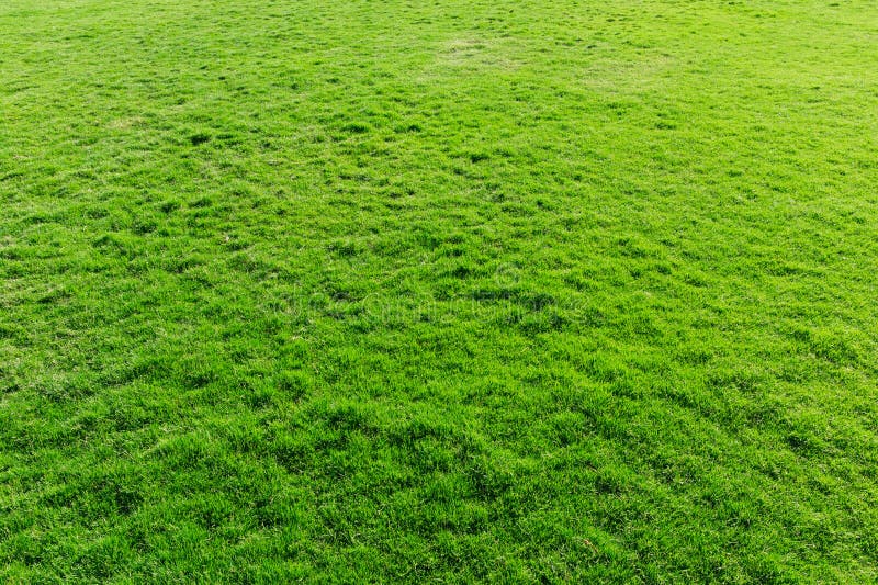 Textura de pasto foto de archivo. Imagen de agricultura - 269634378