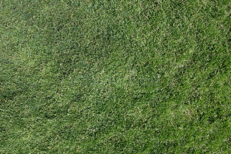 Textura de pasto foto de archivo. Imagen de paisaje - 270616788