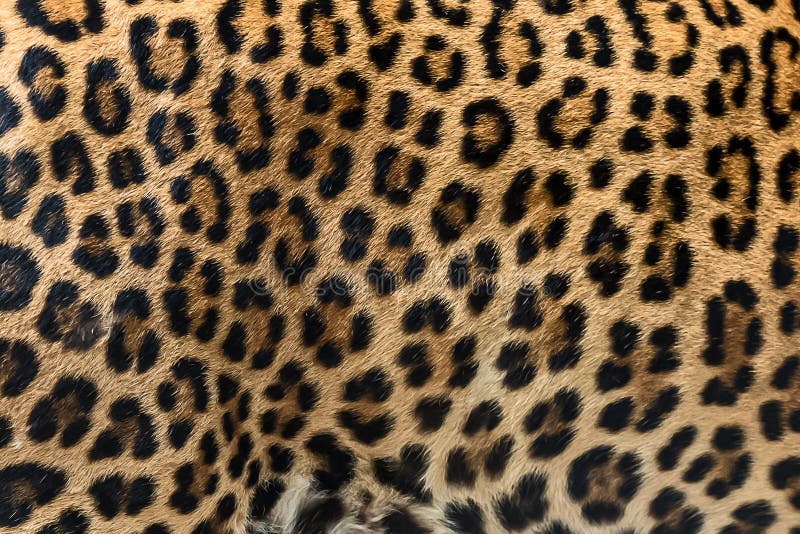 Textura De Piel De Leopardo Imagen de archivo - Imagen de rugido, asia ...
