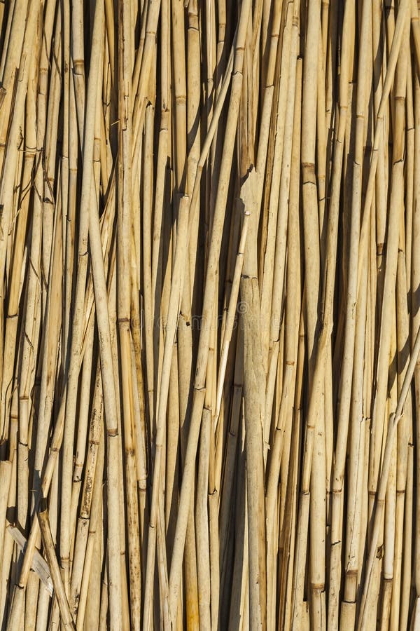 Textura De Reed. Fundo Natural. Foto de Stock - Imagem de orgânico ...