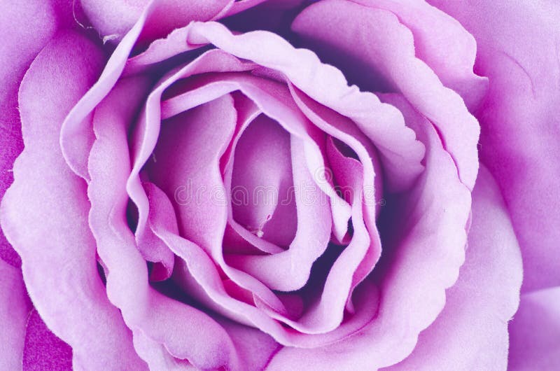 Textura de Rose. foto de archivo. Imagen de objeto, ornamento - 27125772