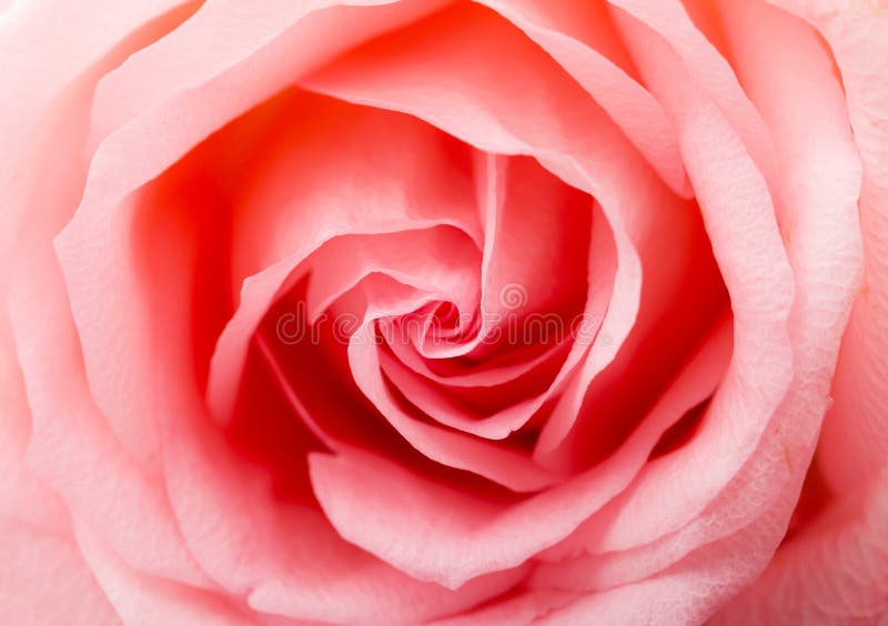 Textura de Rose imagen de archivo. Imagen de textura - 37100491