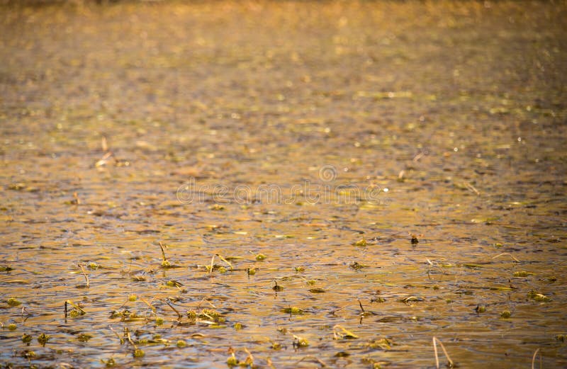 Textura De Um Lago Com Plantas E Musgo Foto de Stock - Imagem de fada ...