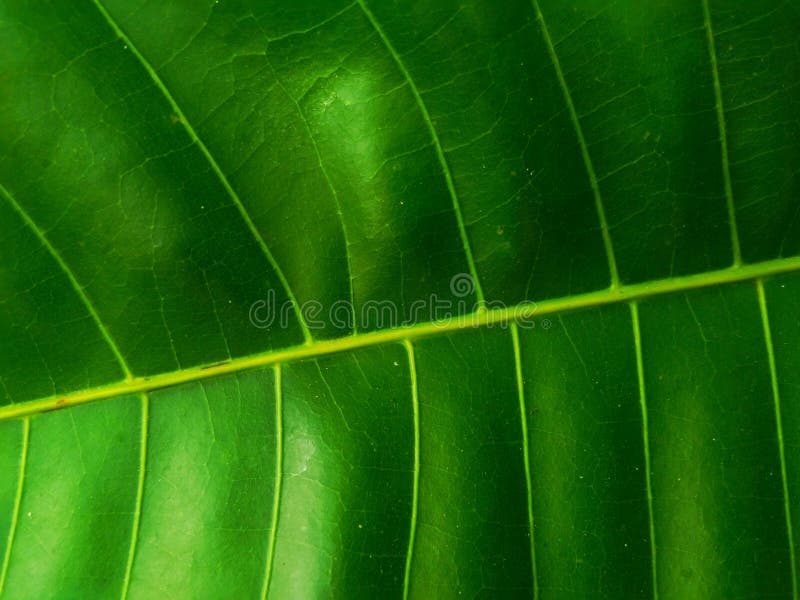 Textura de una hoja verde imagen de archivo. Imagen de parque - 205308915