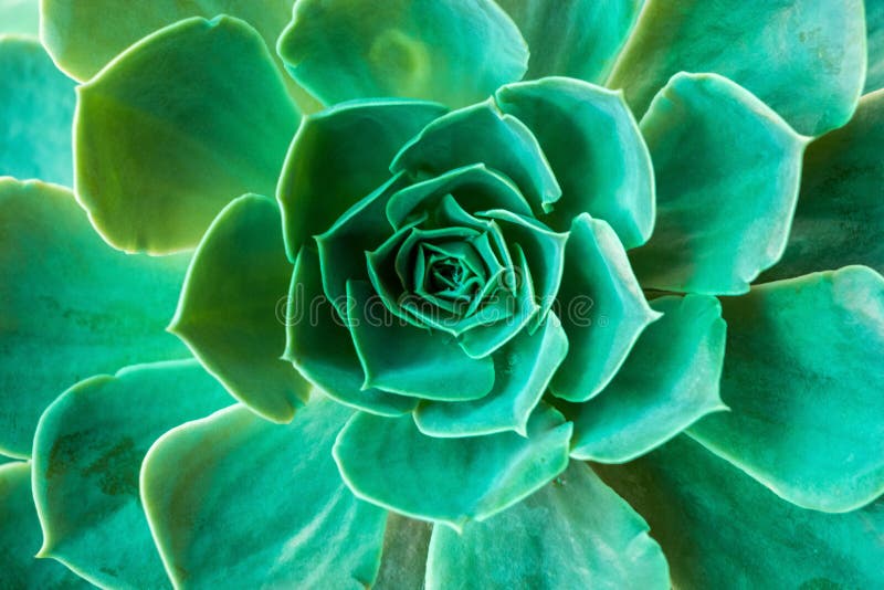 Una Planta Suculenta Verde En El Fondo Blanco Foto de archivo - Imagen ...