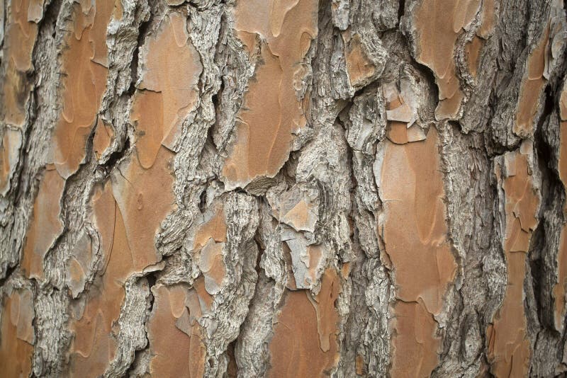 Corteza Del Patula Del Pinus Foto de archivo - Imagen de wooden ...