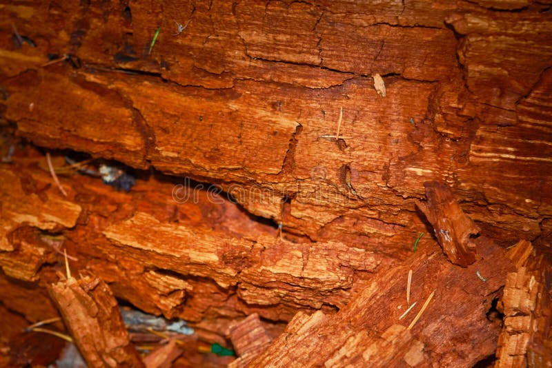 La Textura Del Primer Putrefacto Viejo Del Registro Foto de archivo ...