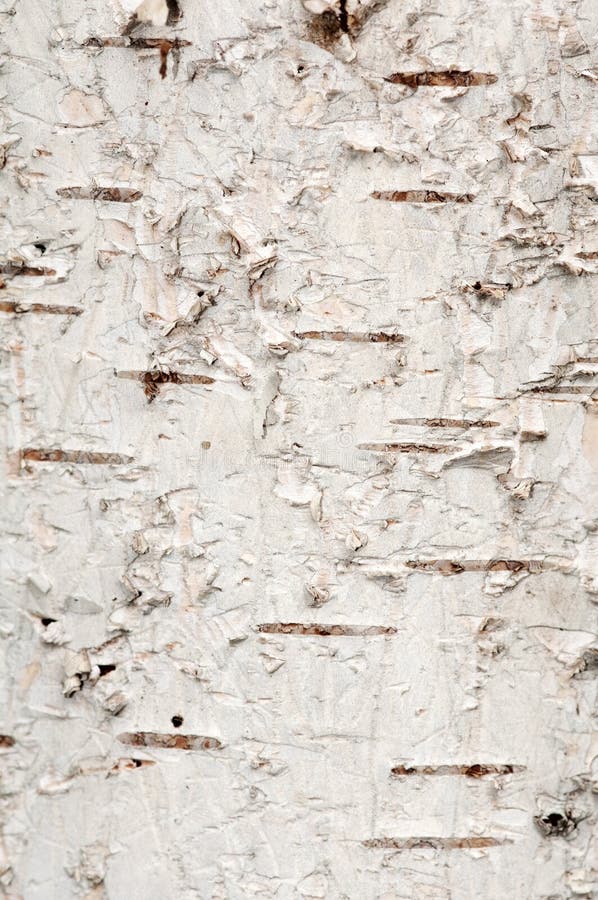 Textura del abedul foto de archivo. Imagen de movimiento - 16182010