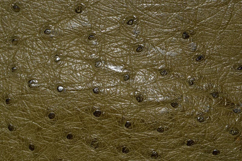 Textura Del Alivio De La Piel De La Avestruz Foto De Archivo Imagen