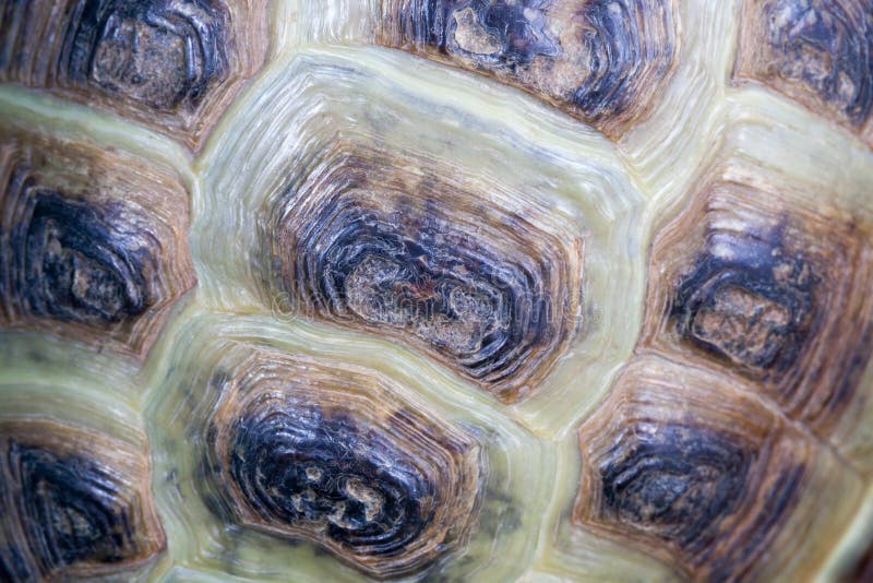 Textura Del Caparazón De La Tortuga Imagen de archivo - Imagen de ...