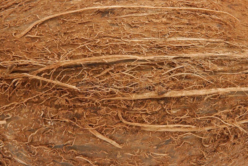 Textura del coco foto de archivo. Imagen de blanco, coco - 17241842