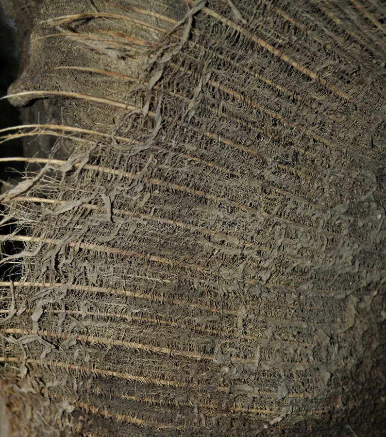 TEXTURA DEL COCO foto de archivo. Imagen de utilizado - 59566472