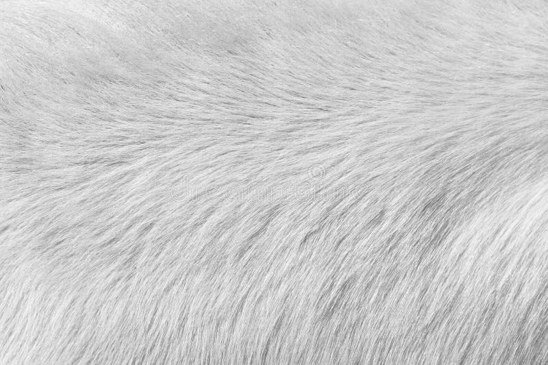 Textura Del Pelo Del Caballo Como Fondo Imagen de archivo - Imagen de ...