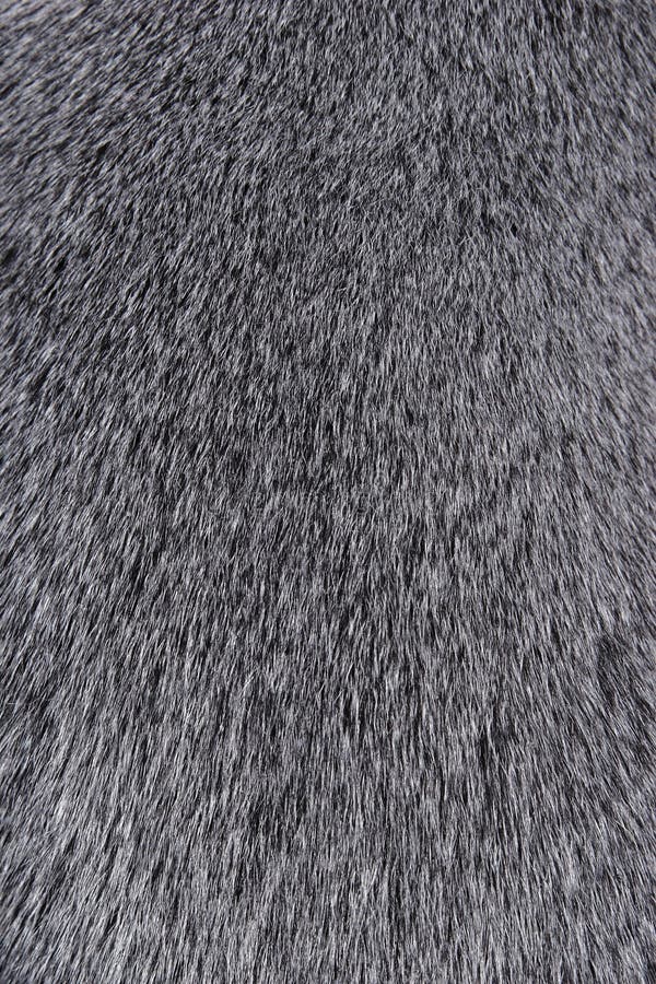 Textura Del Pelo Gris Animal Liso Imagen de archivo - Imagen de pelo ...
