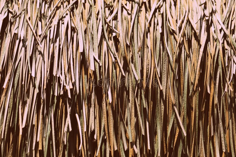 Textura Del Techo De Palma. Antecedentes Tropicales Imagen de archivo ...