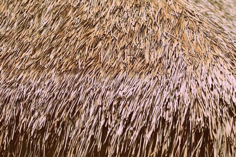 Textura Del Techo De Palma. Antecedentes Tropicales Foto de archivo ...