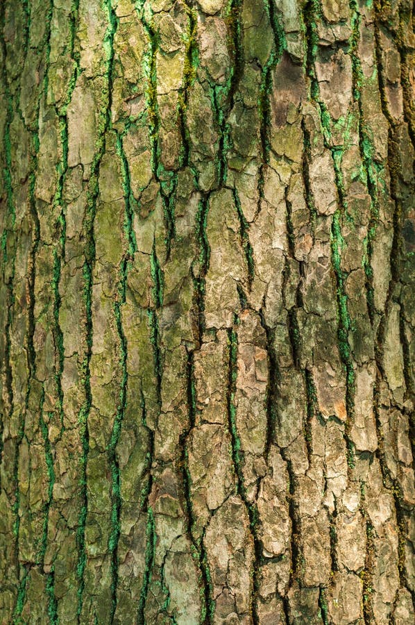 Textura Del Tronco De árbol Foto de archivo - Imagen de fondo, primer ...