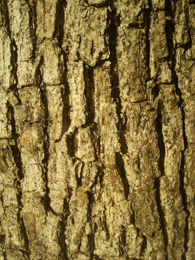 Textura Del Tronco De árbol Foto de archivo - Imagen de fondo, mango ...
