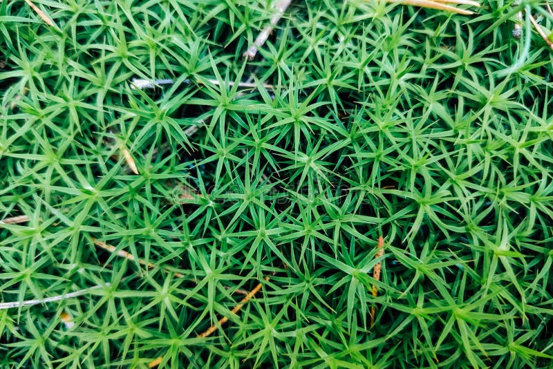 Textura Delicada Das Plantas De Erva Em Verde-flor. Imagem de Stock ...