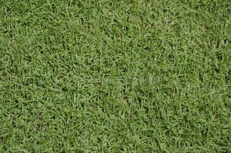 Textura Do Assoalho Do Relvado Da Grama Verde Imagem de Stock - Imagem ...