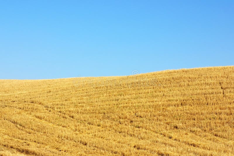 Textura Do Campo De Restolho Imagem de Stock - Imagem de colheitas ...